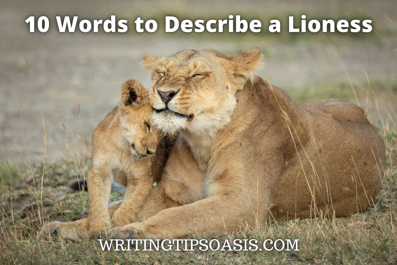 10 Words to Describe a Lioness - Writing Tips Oasis - A website ...