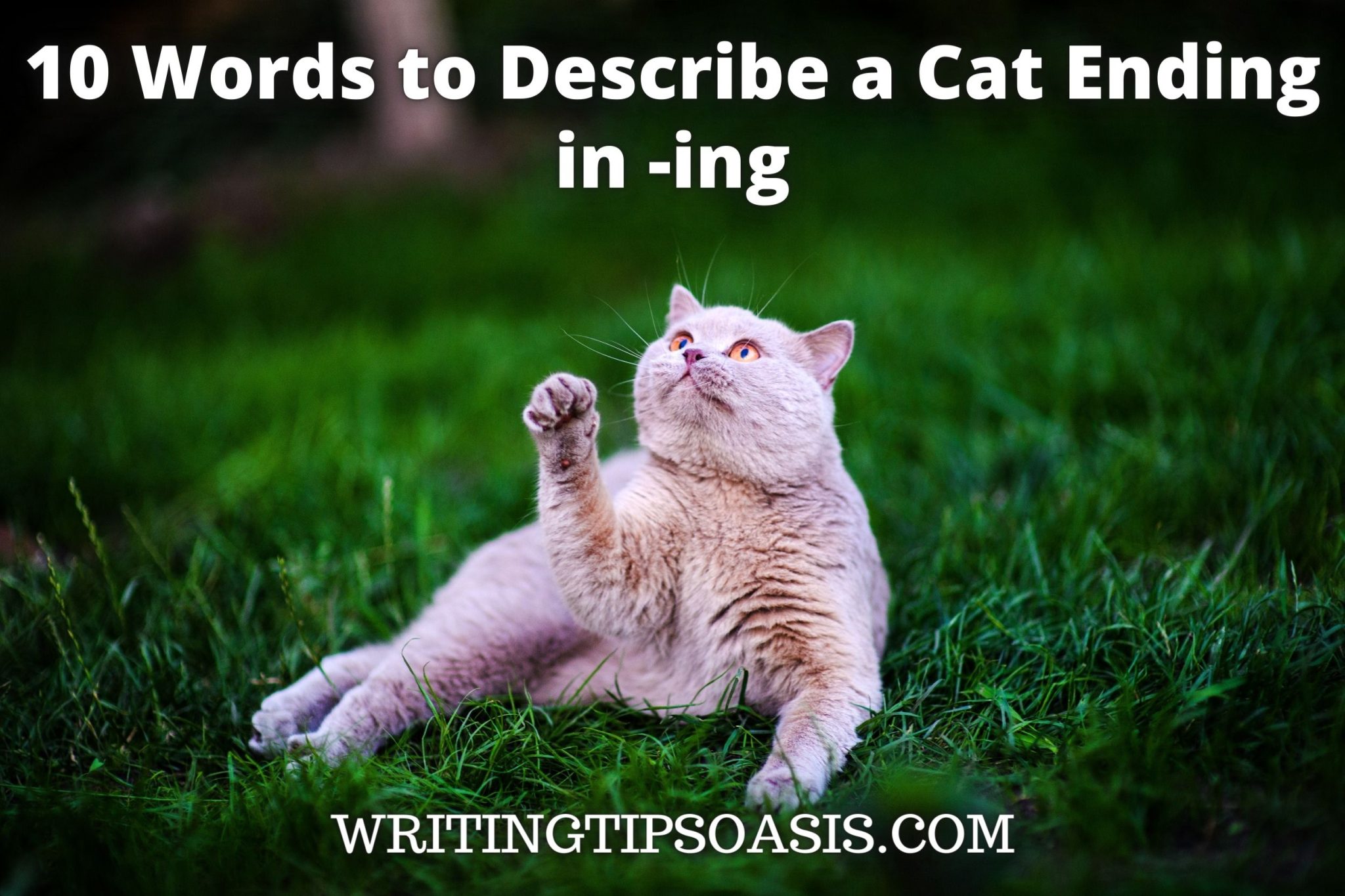 10 Words To Describe A Cat Ending In ing Writing Tips Oasis A 